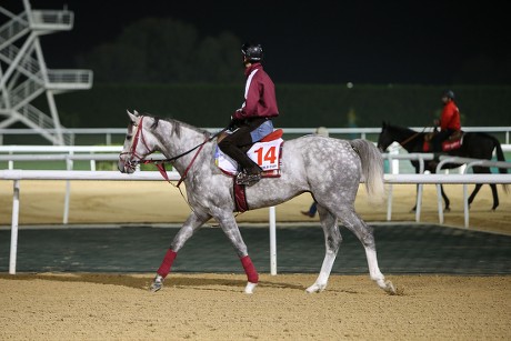 Dubai World Cup Horse Racing, Meydan, Dubai, United Arab Emirates - 23 ...