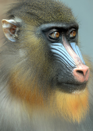 Adult Monkey Editorial Stock Photo - Stock Image | Shutterstock