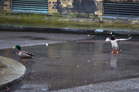 Two Ducks Fighting Downing Street Victorios Editorial Stock Photo ...