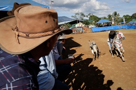 Filipino Cowboy Chases Cattle During Kaamulan Editorial Stock Photo ...