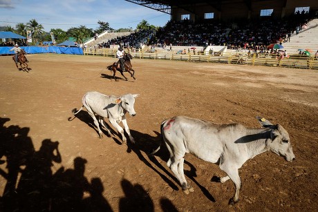 Filipino Cowboys Chase Cattles During Kaamulan Editorial Stock Photo ...