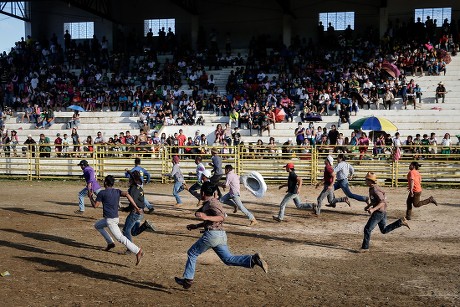 Young Filipino Cowboys Wrestle Cattle During Editorial Stock Photo ...