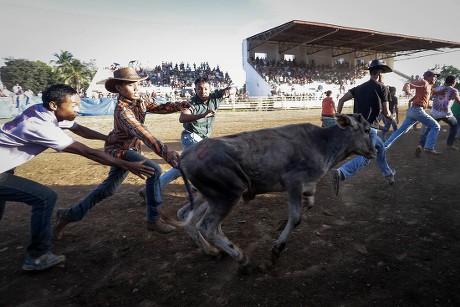 Young Filipino Cowboys Chase Cattle During Editorial Stock Photo ...