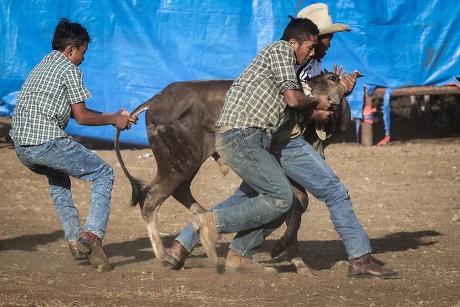 Young Filipino Cowboys Wrestle Cattle During Editorial Stock Photo ...