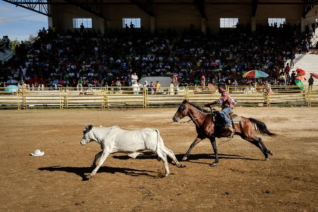 Filipino Cowboy Chases Cattle During Kaamulan Editorial Stock Photo ...