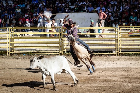 Filipino Cowboy Chases Cattle During Kaamulan Editorial Stock Photo ...