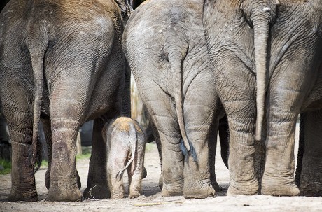 New Born Female Elephant Calf Walks Editorial Stock Photo - Stock Image ...
