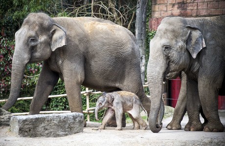 New Born Female Elephant Calf Walks Editorial Stock Photo - Stock Image ...