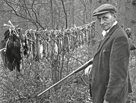 Walter Hildatch Gamekeeper On Lord Lichfields Editorial Stock Photo ...