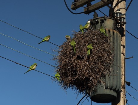 Parakeets Nest Editorial Stock Photo - Stock Image | Shutterstock