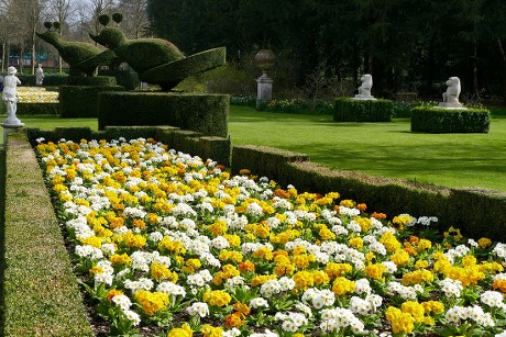 11000 Polyanthus Flowers Bloom Walled Gardens Editorial Stock Photo ...