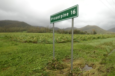 Cyclone Damaged Sugar Cane Crops Seen Editorial Stock Photo - Stock ...