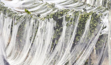White nets protect wine grapes as harvest begins, Launceston, Australia ...