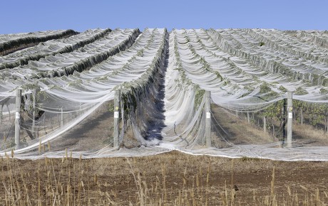 White nets protect wine grapes as harvest begins, Launceston, Australia ...
