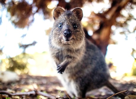 36 Quokka Stock Pictures, Editorial Images and Stock Photos | Shutterstock
