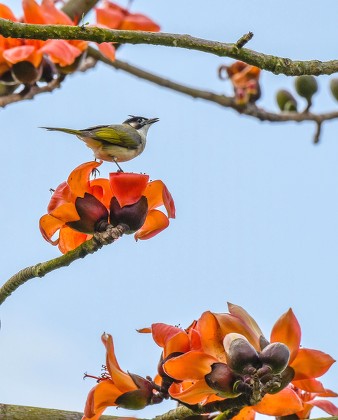 83 Kapok tree Stock Pictures, Editorial Images and Stock Photos ...