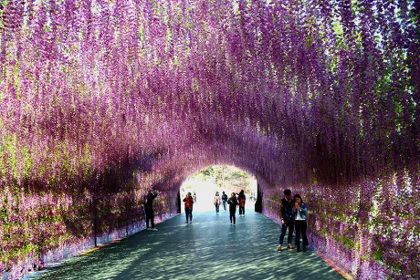 200meterlong Corridor Decorated Flowers Editorial Stock Photo - Stock ...