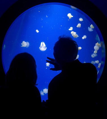Two Vistors Look Jellyfish Installation Jellyfishes Editorial Stock ...
