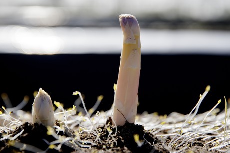 Two Asparagus Sticks Grow Field Jacobshof Editorial Stock Photo - Stock ...