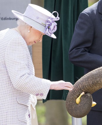 queen elizabeth ii animals Stock Photos (Exclusive) | Shutterstock