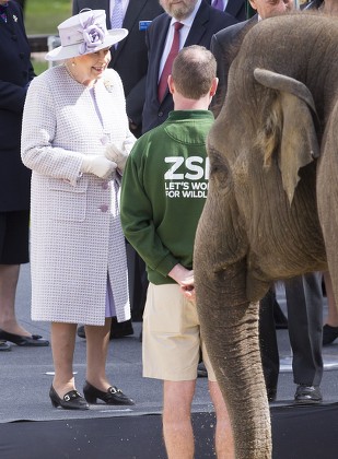 queen elizabeth ii animals Stock Photos (Exclusive) | Shutterstock