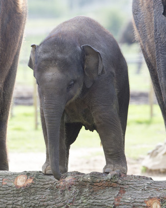 Elephants Editorial Stock Photo - Stock Image | Shutterstock