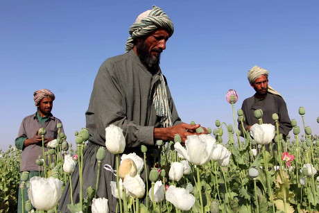 Afghan Farmers Extract Raw Opium Poppy Editorial Stock Photo - Stock ...