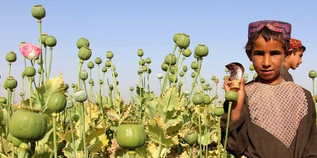 Afghan Farmers Extract Raw Opium Poppy Editorial Stock Photo - Stock ...