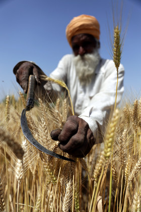 Indian Man Harvests Wheat Crop Start Editorial Stock Photo - Stock ...