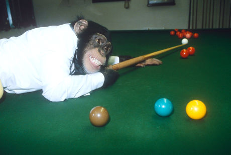 Chimpanzee Playing Snooker Editorial Stock Photo - Stock Image ...