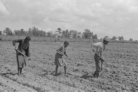 70 African american farm workers Stock Pictures, Editorial Images and ...