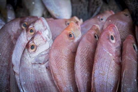 Africa Fish Market Maputo Mercado De Editorial Stock Photo - Stock ...
