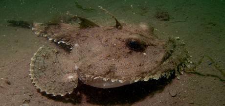 Uk Marine Life Angler Monkfish Lophius Editorial Stock Photo - Stock ...