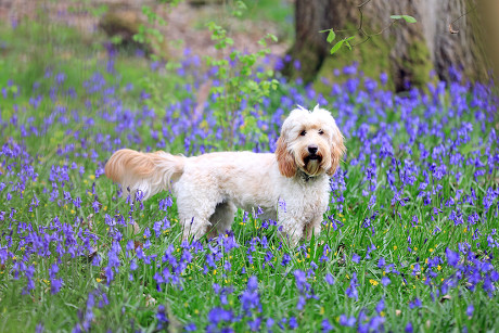 Bailey Cockapoo Pictured Running Through Bluebells Editorial Stock ...