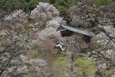 Japanese Cherry Trees Bloom On Mount Editorial Stock Photo - Stock ...