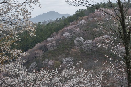 Japanese Cherry Trees Bloom On Mount Editorial Stock Photo - Stock ...