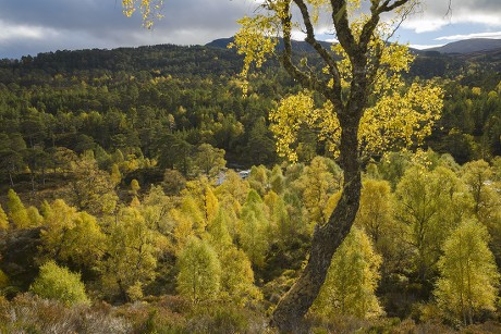 10 Affric river highlands scotland valley forest autumn fall british ...