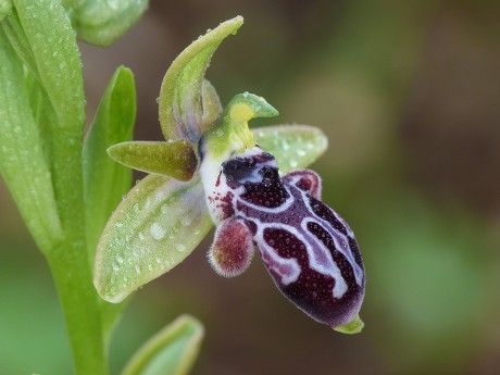 Cyprus Bee Orchid Ophrys Kotschyi Close Editorial Stock Photo - Stock ...
