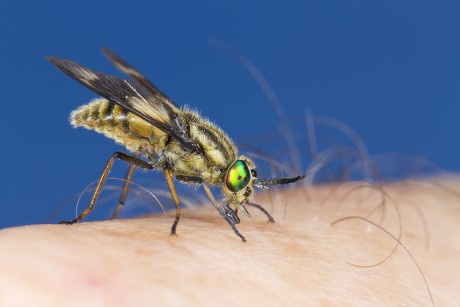 35 Blood feeding insects Stock Pictures, Editorial Images and Stock ...