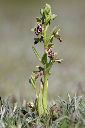 Cyprus Bee Orchid Ophrys Kotschyi Close Editorial Stock Photo - Stock ...