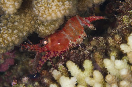 Common Marbled Shrimp Saron Marmoratus On Editorial Stock Photo - Stock ...