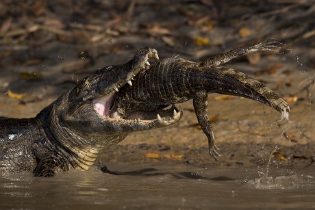 500 Cannibals Stock Pictures, Editorial Images and Stock Photos ...