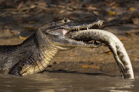 500 Cannibals Stock Pictures, Editorial Images and Stock Photos ...