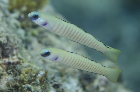 14 Dartfish Stock Pictures, Editorial Images and Stock Photos ...