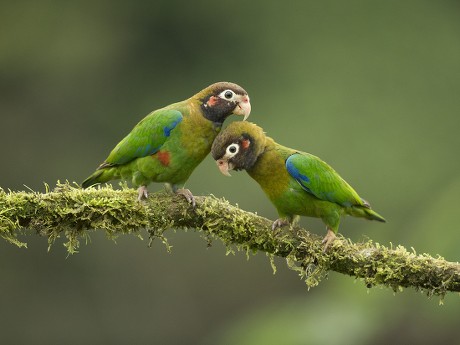 4 Nuptual Stock Pictures, Editorial Images and Stock Photos | Shutterstock