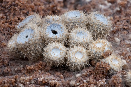 Fruiting Bodies Dung Birds Nest Fungus Editorial Stock Photo - Stock ...