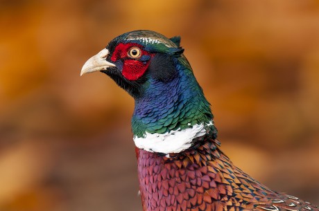 Head Shoulders Pheasant Phasianus Colchicus Adult Editorial Stock Photo ...