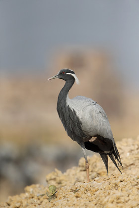 3 Keechan Stock Pictures, Editorial Images and Stock Photos | Shutterstock