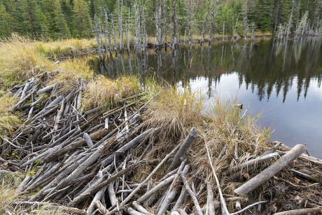 8 Beaver national forest Stock Pictures, Editorial Images and Stock ...