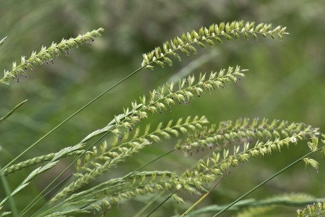 Crested Dogstail Grass Cynosurus Cristatus Flowering Editorial Stock ...